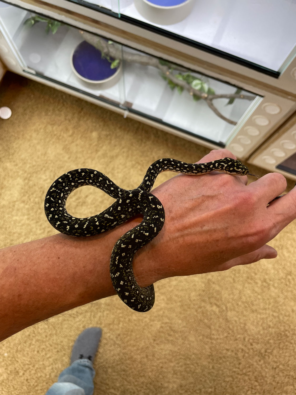 Diamond Pythons